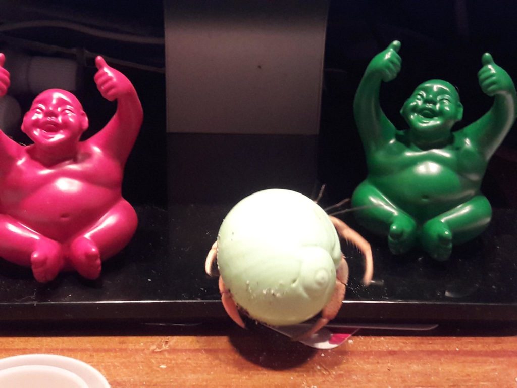 Syd as a Writer's Assistant and Safe Haven for a Hermit Crab - The ...